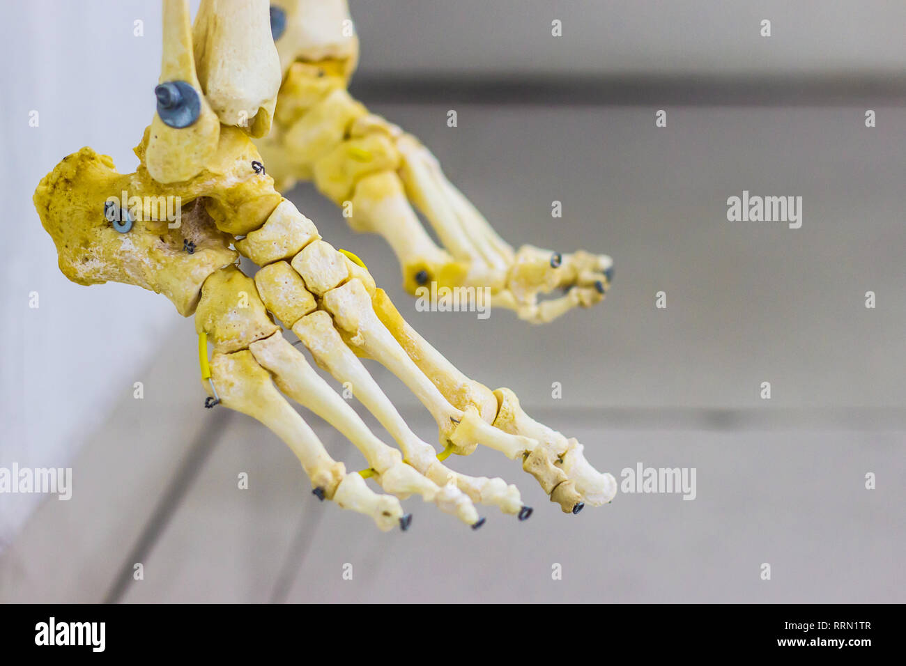 articulated tarsal metatarsal and phalanges bones showing human foot ...