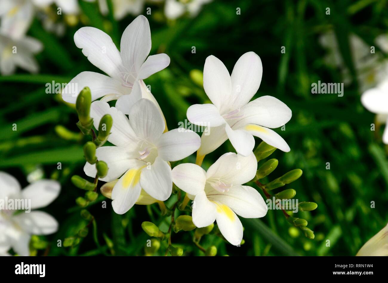 Freesia Alba flowers Stock Photo - Alamy