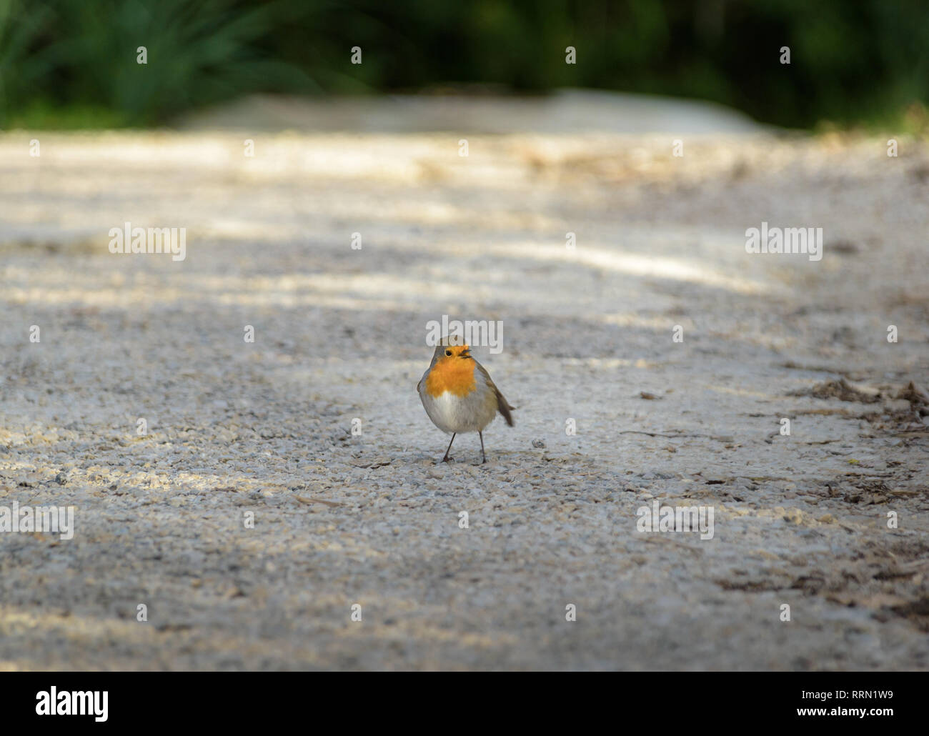 Little red robin hi-res stock photography and images - Alamy