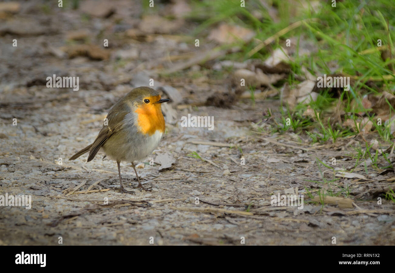 Little red robin hi-res stock photography and images - Alamy