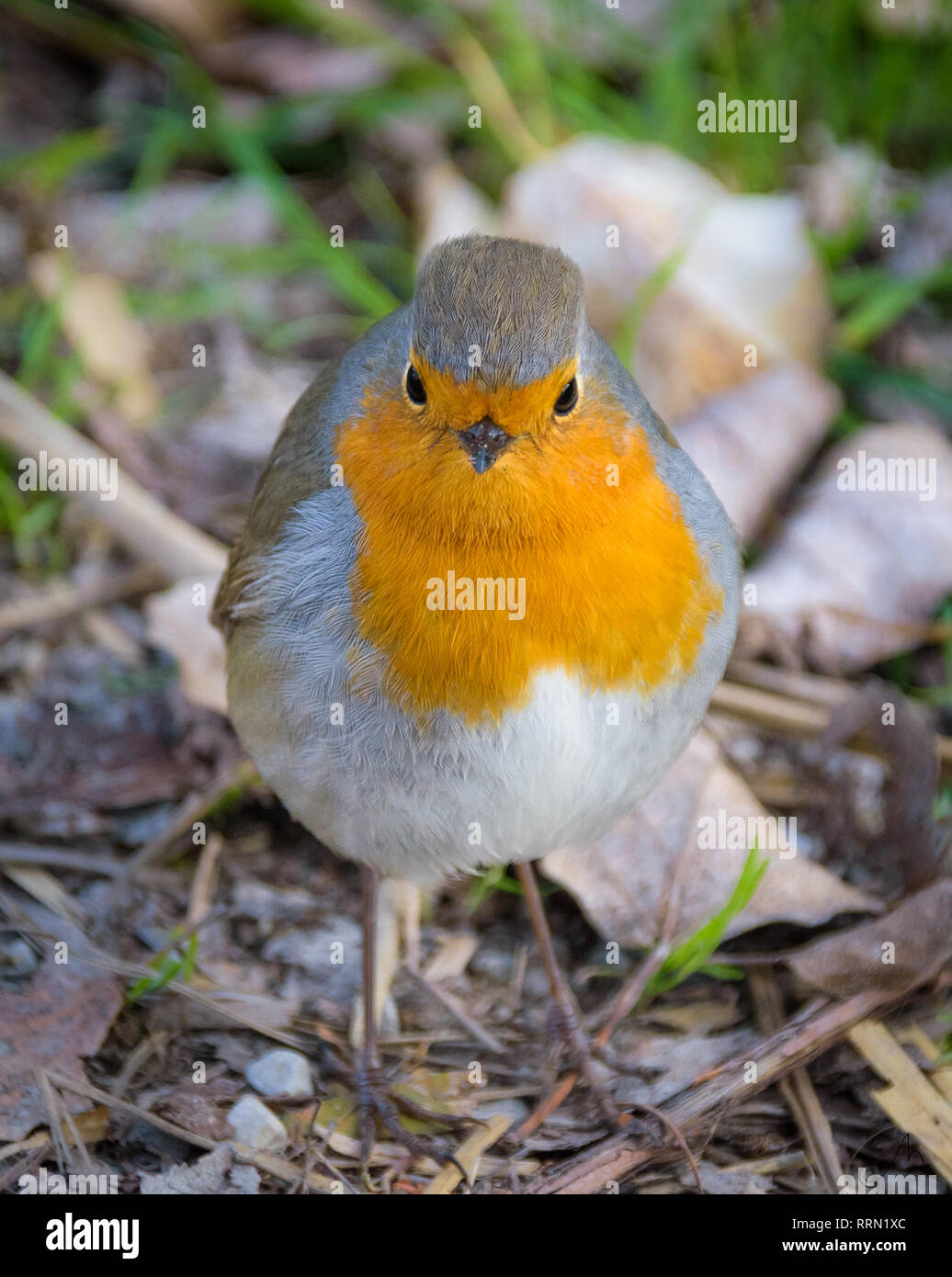 Little red robin hi-res stock photography and images - Alamy