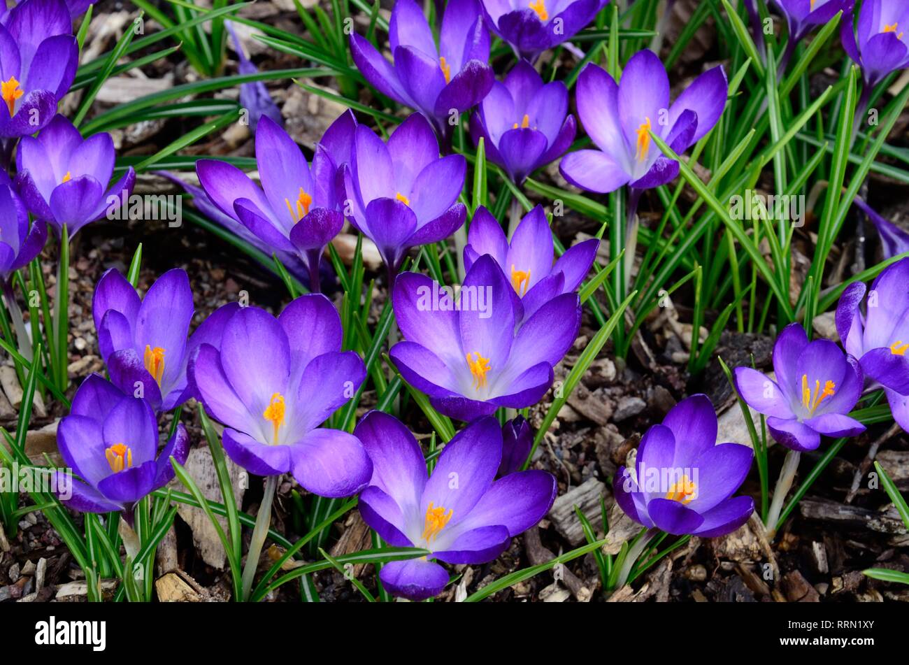 Ruby giant hi-res stock photography and images - Alamy