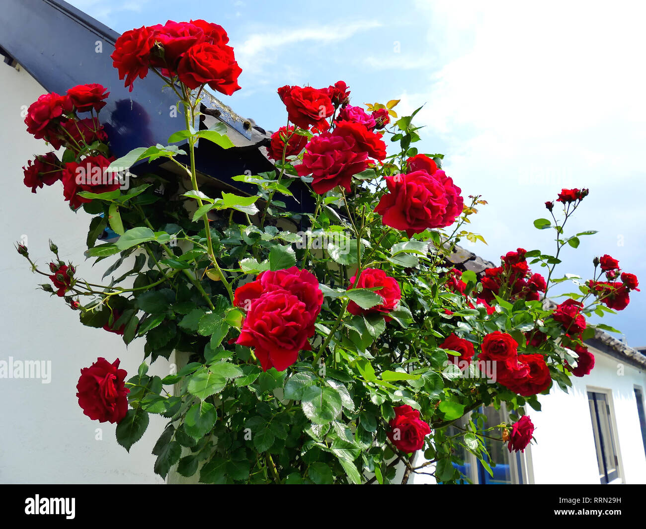 Climbing red rose hi-res stock photography and images - Alamy