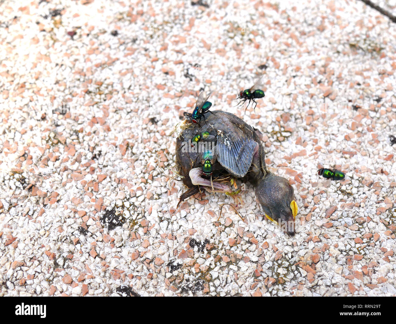 Flies larvae hi-res stock photography and images - Alamy