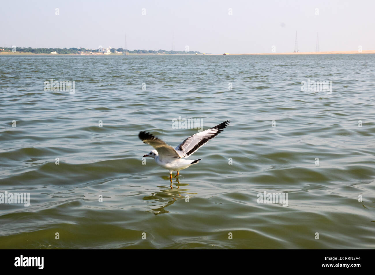 Heuglin's gull or Siberian gull, migrated siberian bird on ganges river ...