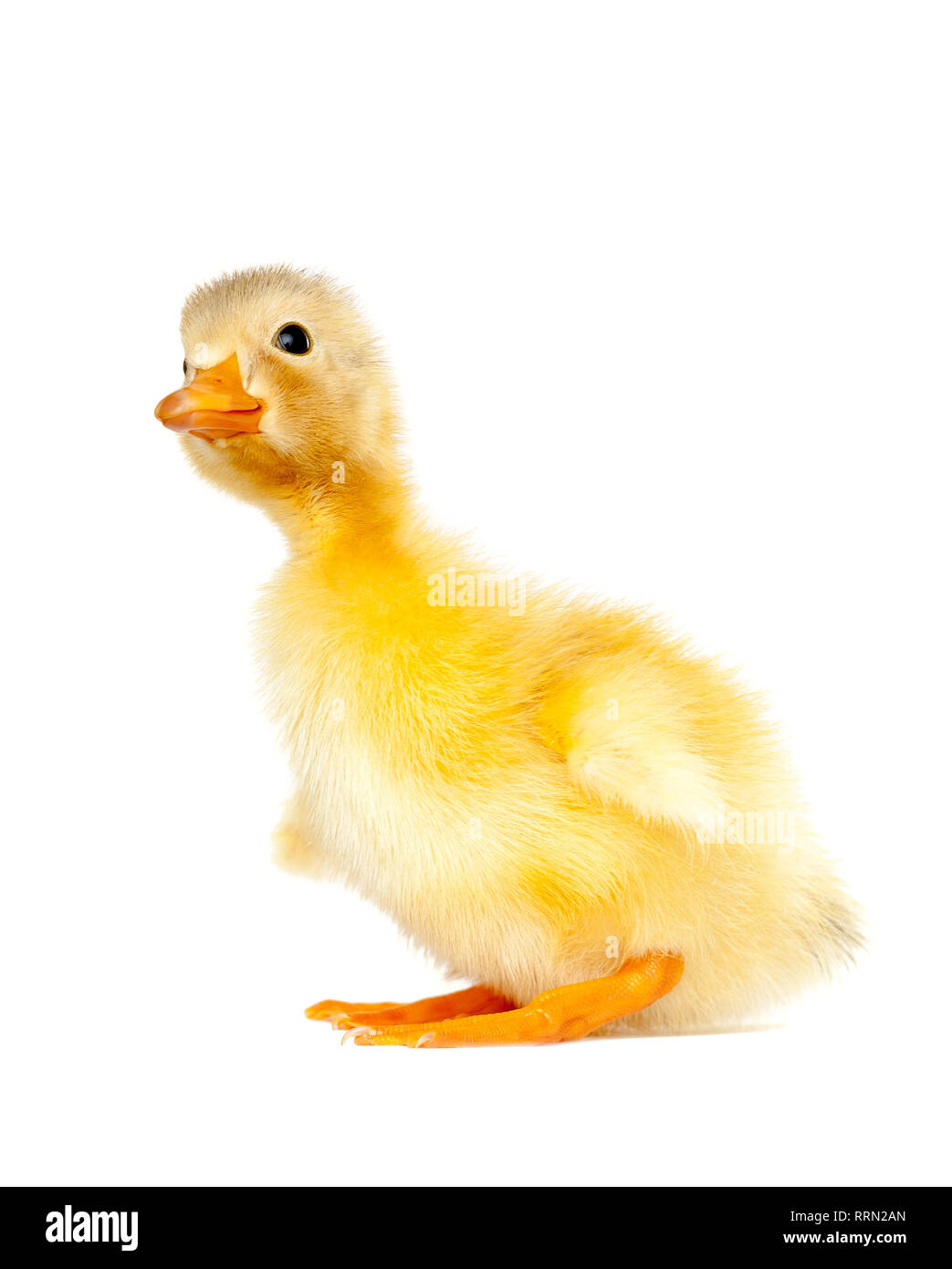 Cute baby animal isolated Stock Photo - Alamy