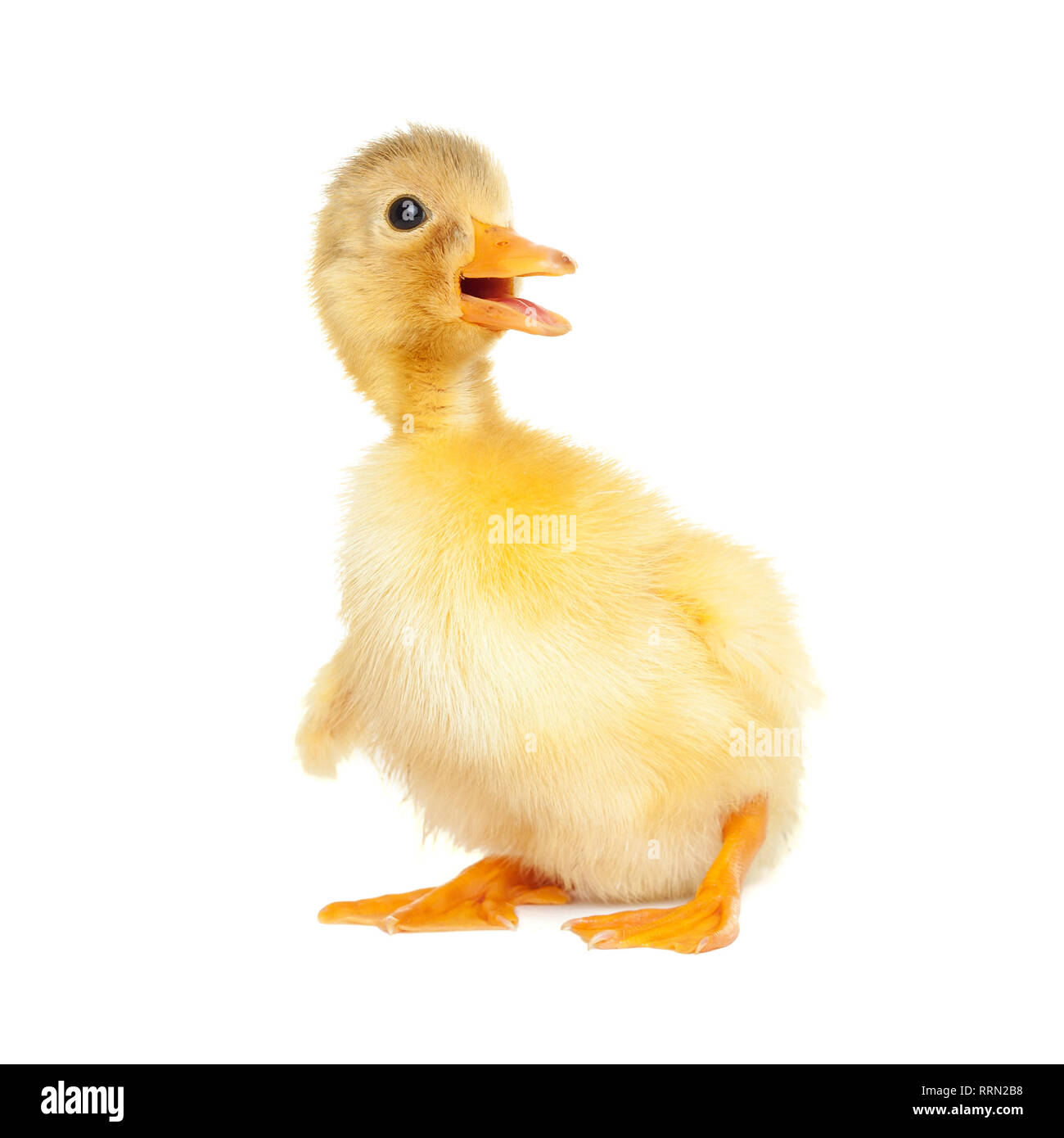 Cute newborn duck isolated Stock Photo - Alamy