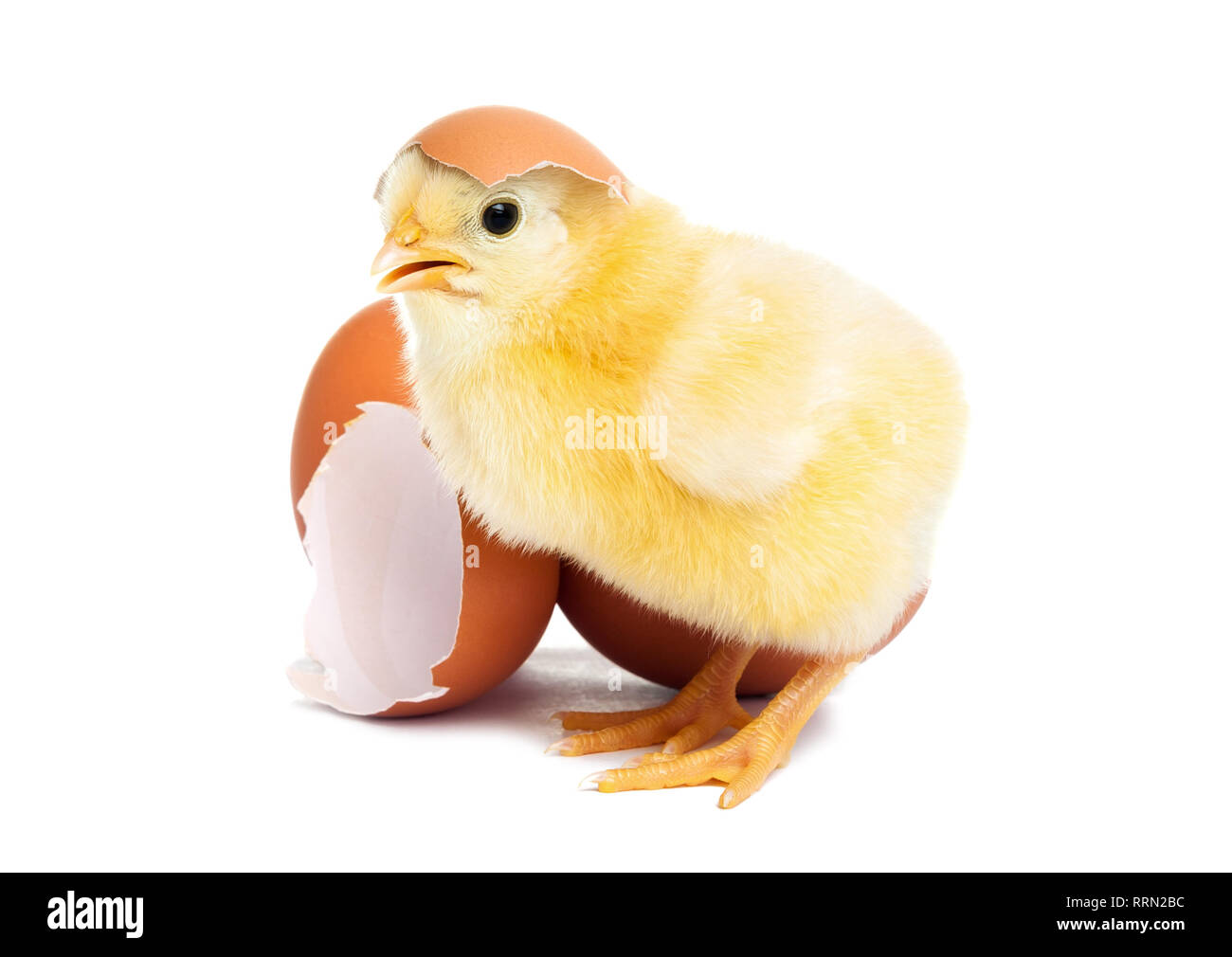 Cute fluffy yellow easter chick Cut Out Stock Images & Pictures - Alamy