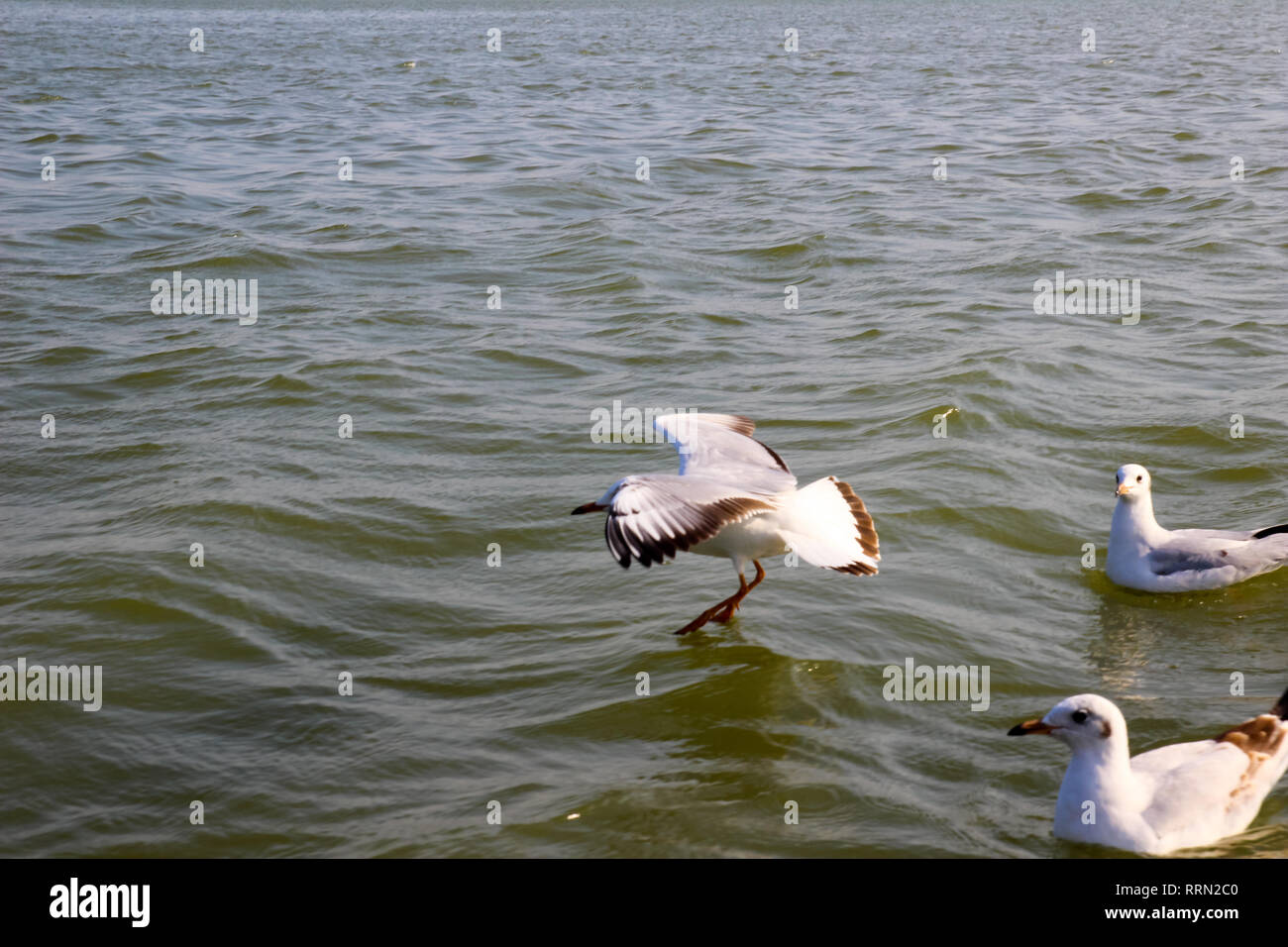 Heuglin's gull or Siberian gull, migrated siberian bird on ganges river ...