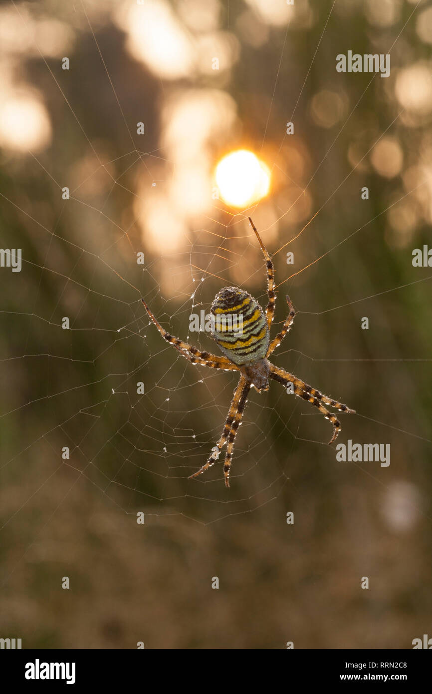 A wasp spider, Argiope bruennichi, in its web at dawn covered in ...
