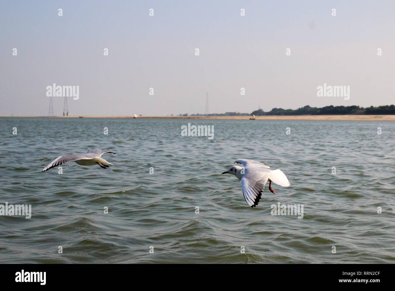 Heuglin's gull or Siberian gull, migrated siberian bird on ganges river ...