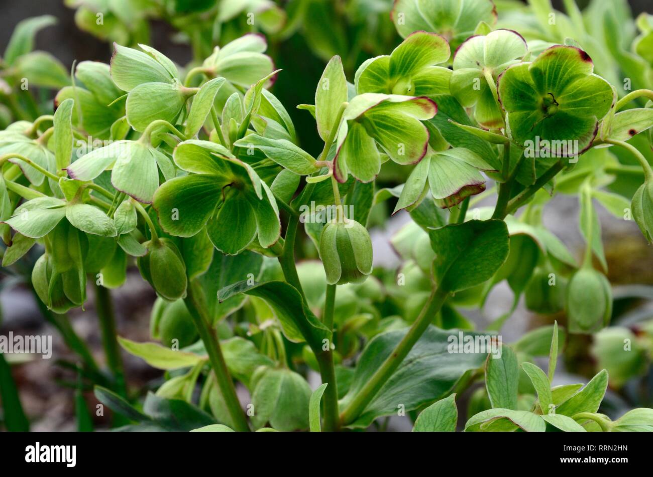 Helleborus foetidus Stinking hellebore flowers Stock Photo - Alamy