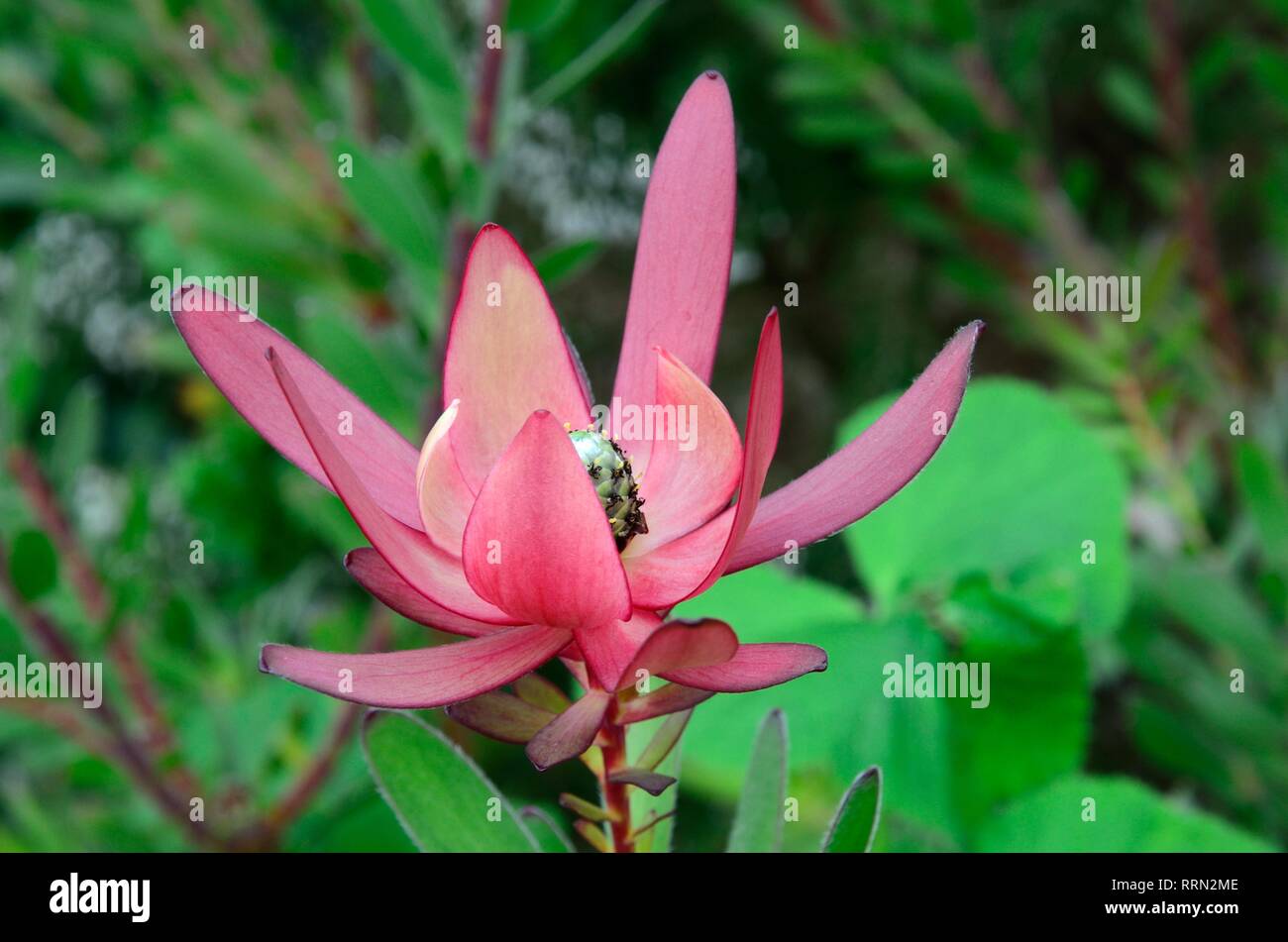 Safari sunset flower hi-res stock photography and images - Alamy