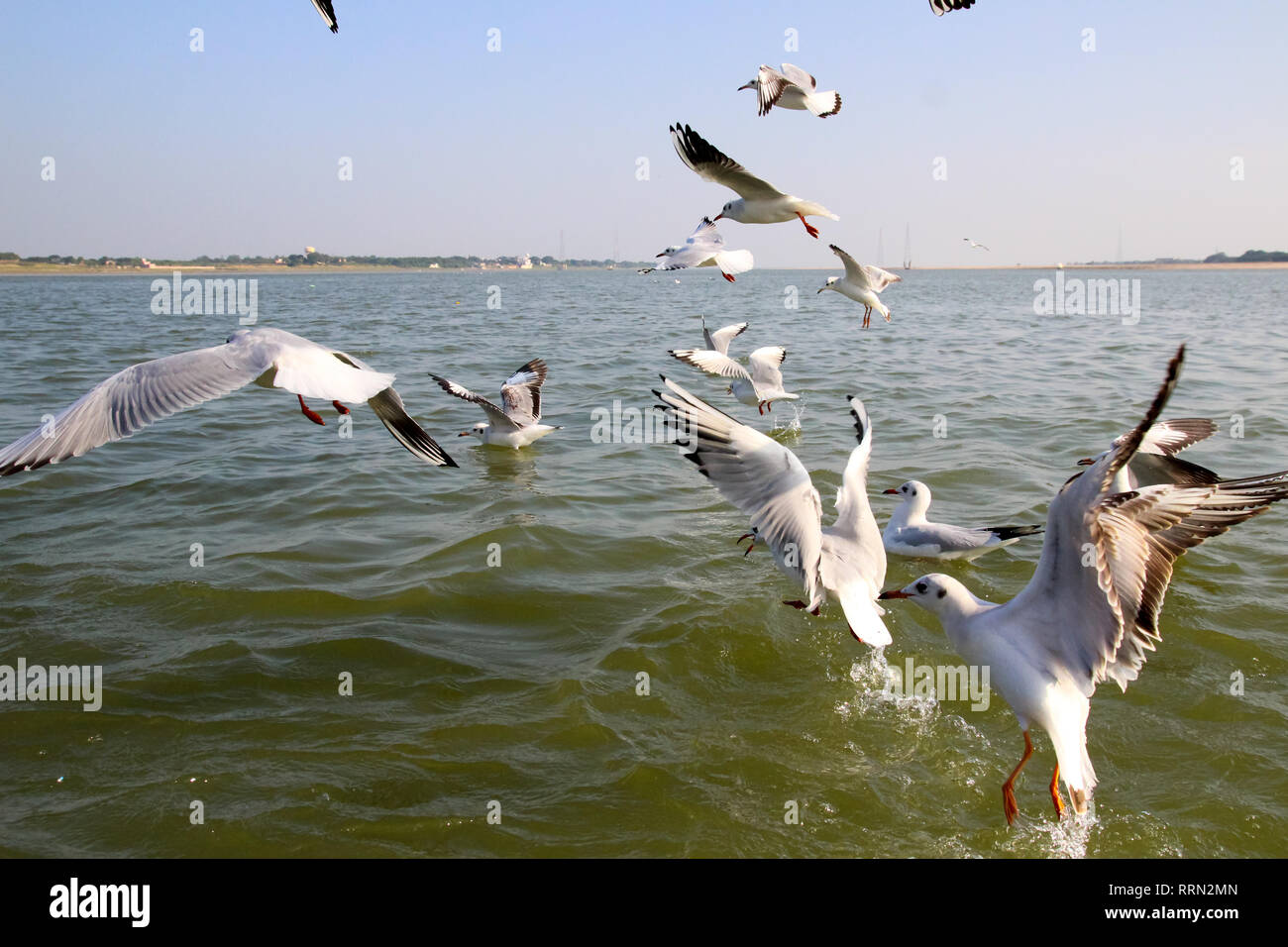 Heuglin's gull or Siberian gull, migrated siberian bird on ganges river ...