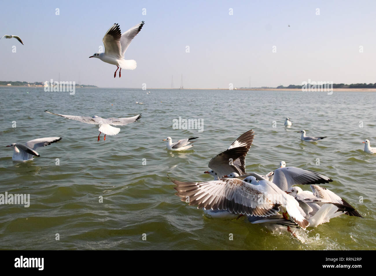 Heuglin's gull or Siberian gull, migrated siberian bird on ganges river ...