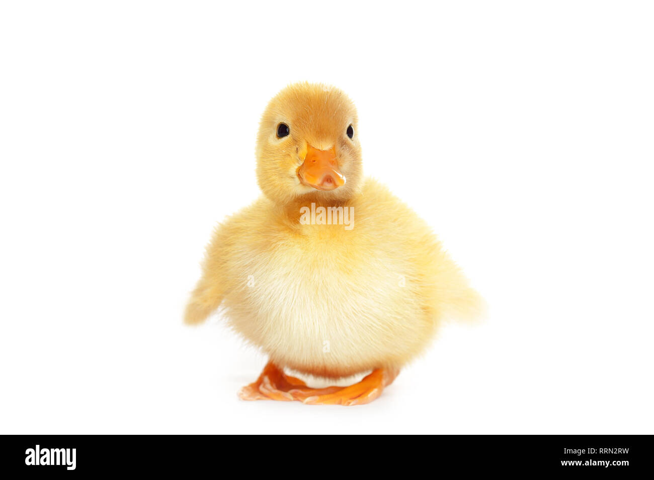 Fluffy yellow baby duckling Stock Photo - Alamy