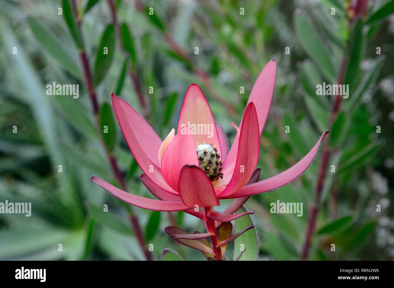 Safari sunset flower hi-res stock photography and images - Alamy