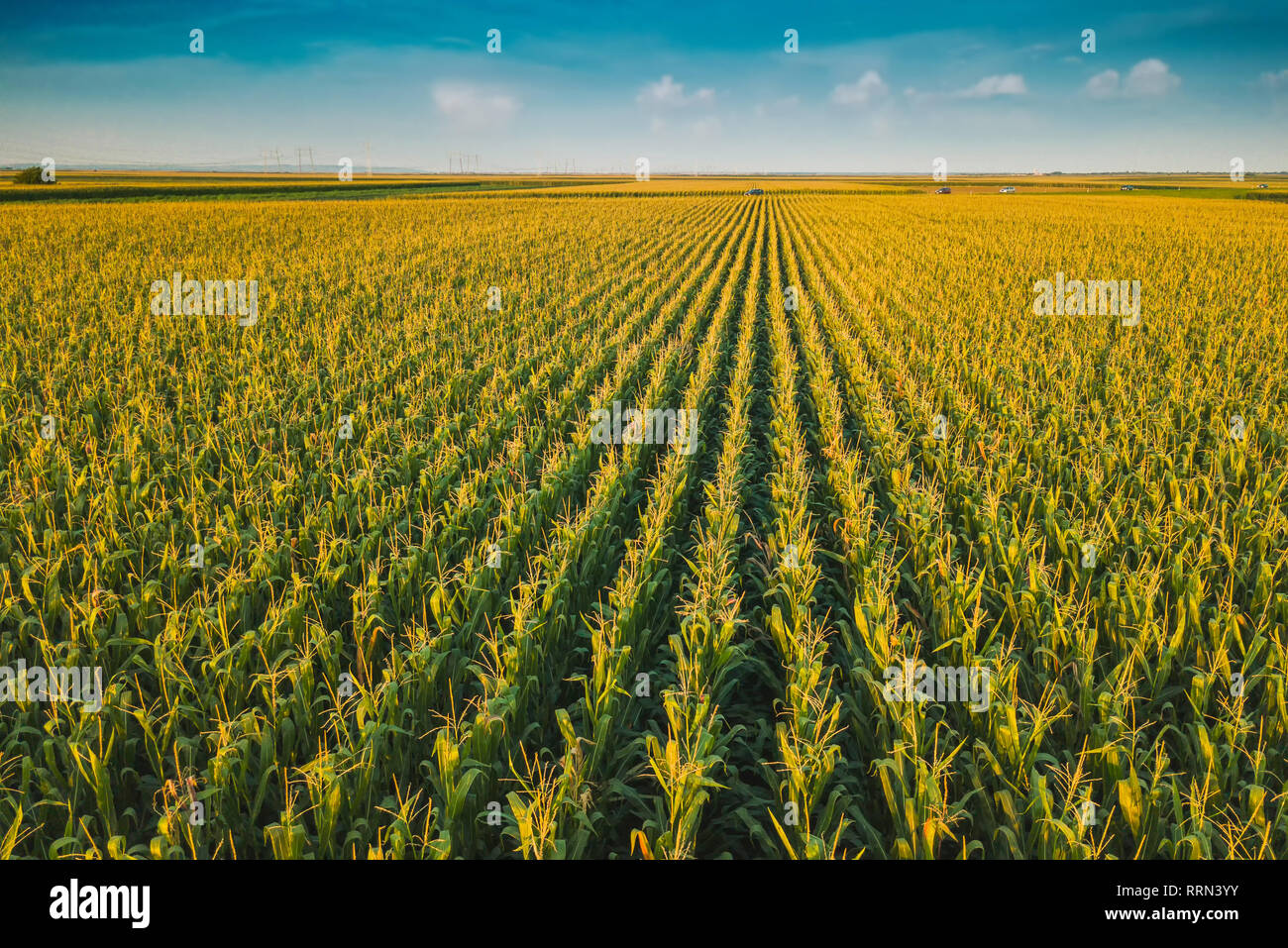 Corn field landscape hi-res stock photography and images - Alamy