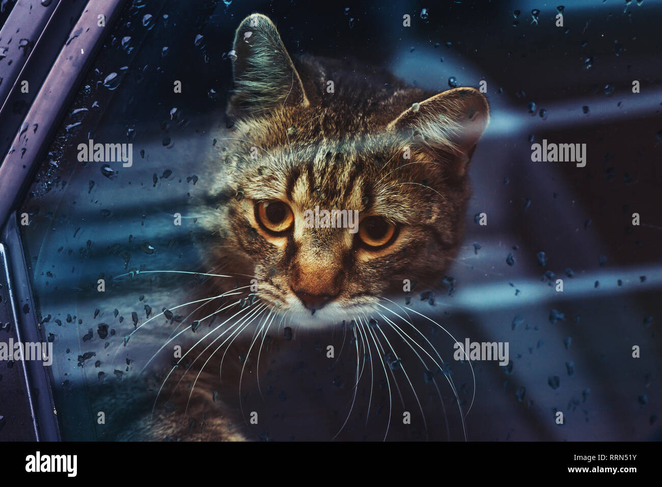 Cat and window and rain hi-res stock photography and images - Alamy