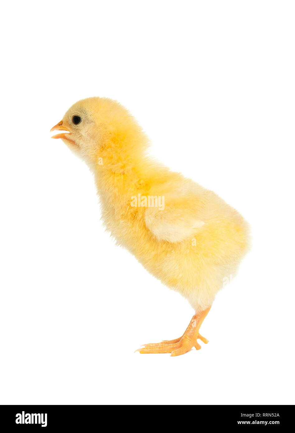 Funny chick Cut Out Stock Images & Pictures - Alamy