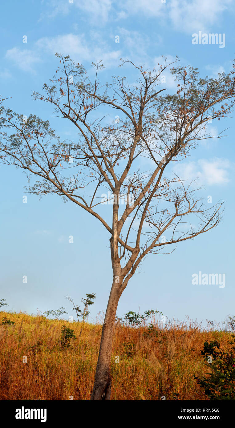 Vertical Panorama View of Big Tree and Meadow with Blue Sky and Cloud ...
