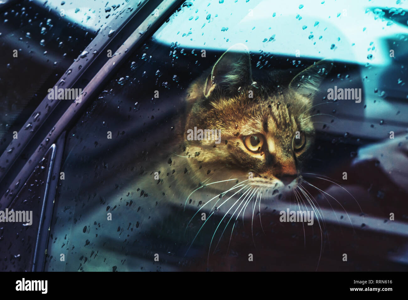Beautiful car hi-res stock photography and images - Alamy