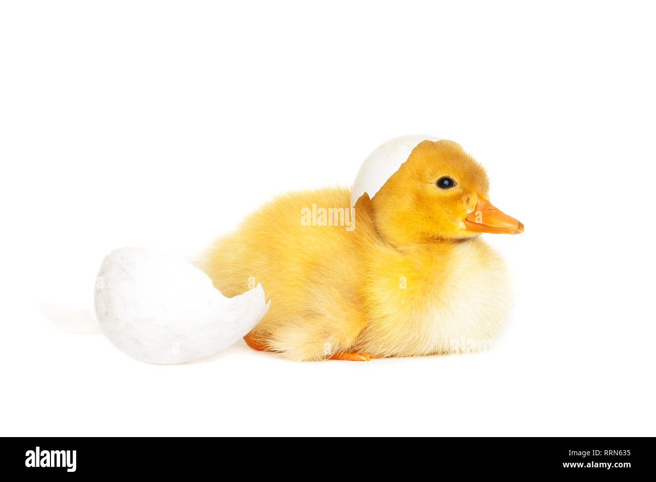 Little newborn duckling with egg Stock Photo - Alamy