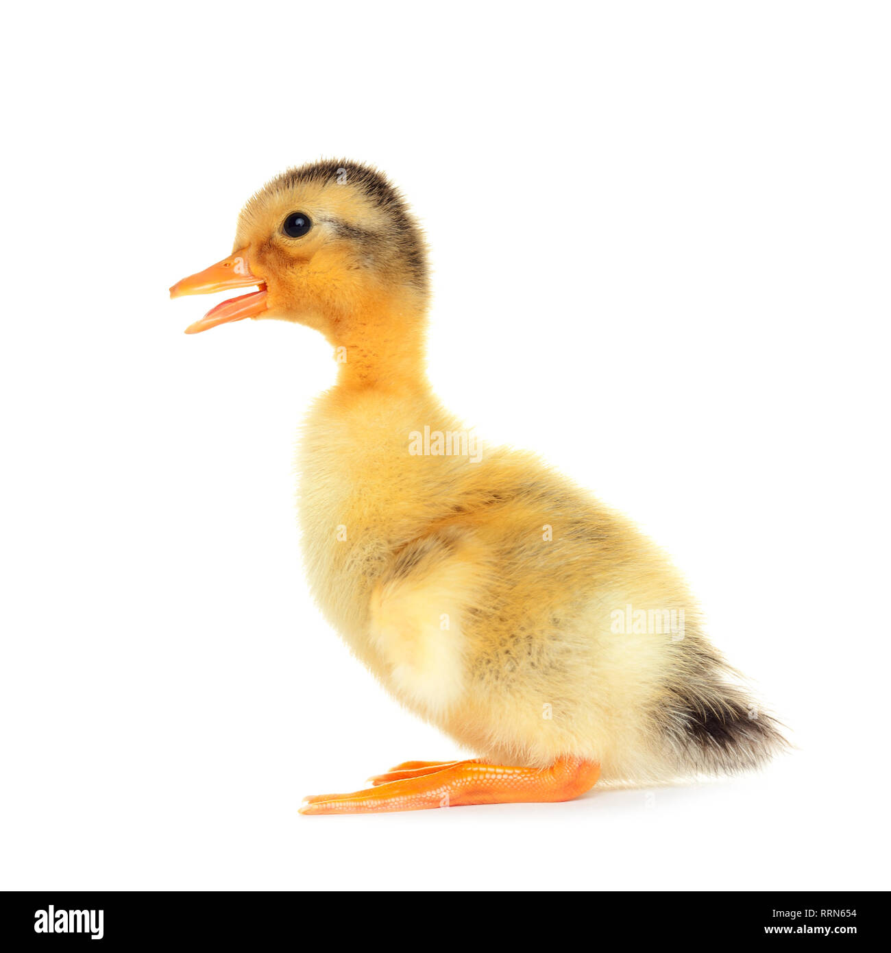 Fluffy duck hi-res stock photography and images - Alamy