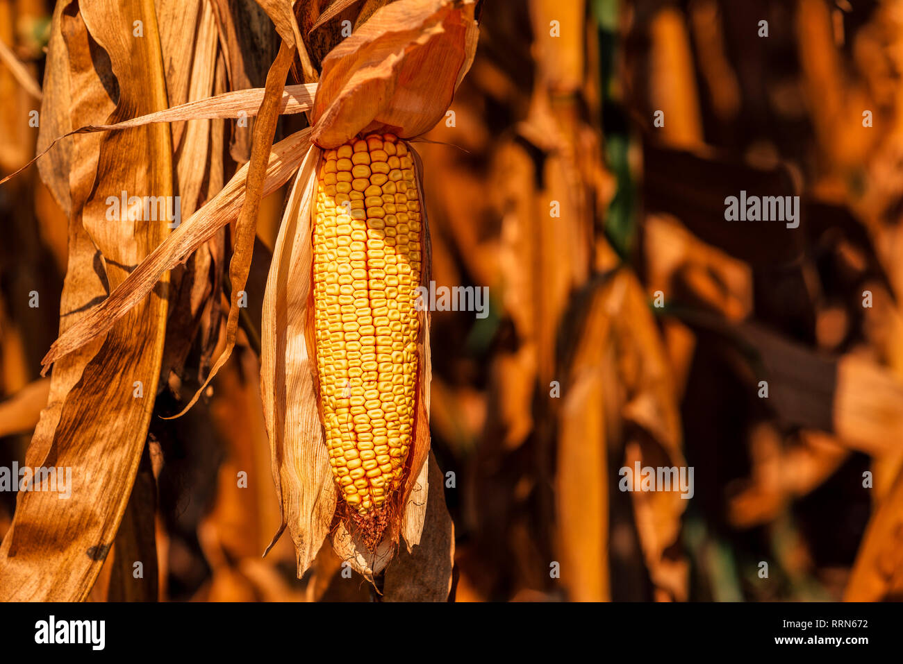 Fully developed ear of corn on the cob in cultivated field Stock Photo ...