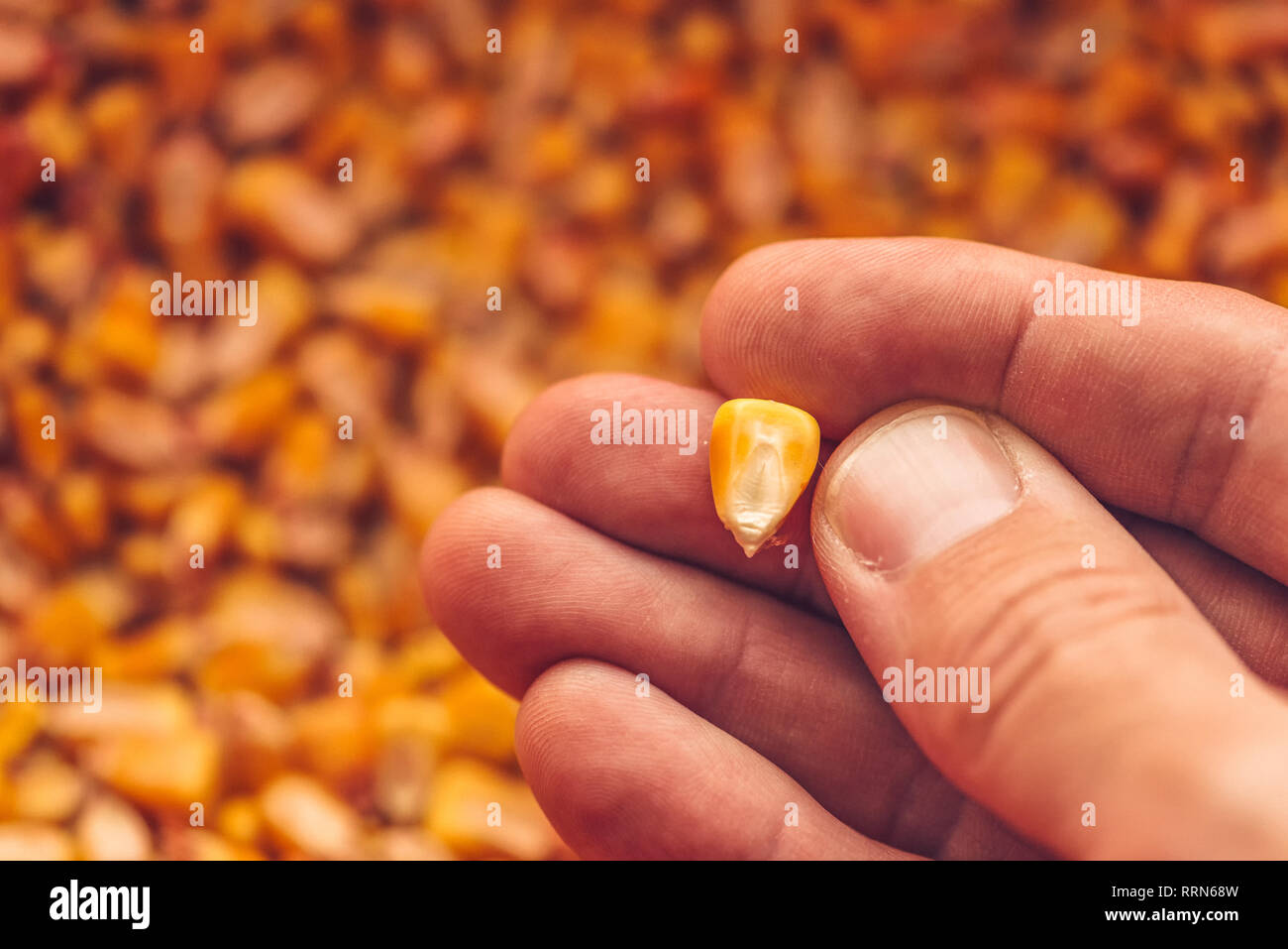 Single corn seed kernel in farmer's hand, close up with selective focus ...