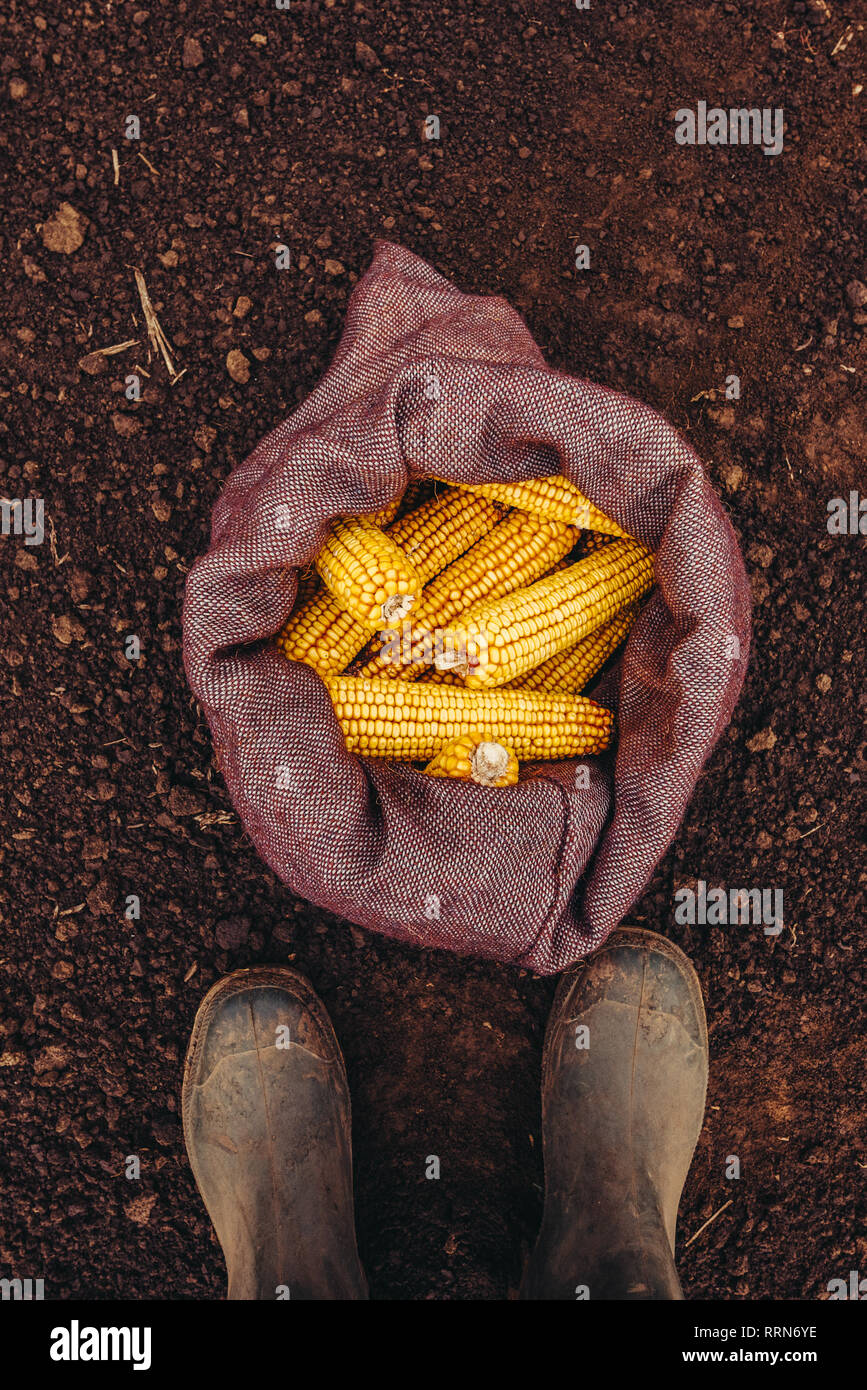 Farmer standing directly above harvested corn cobs in burlap sack, top ...