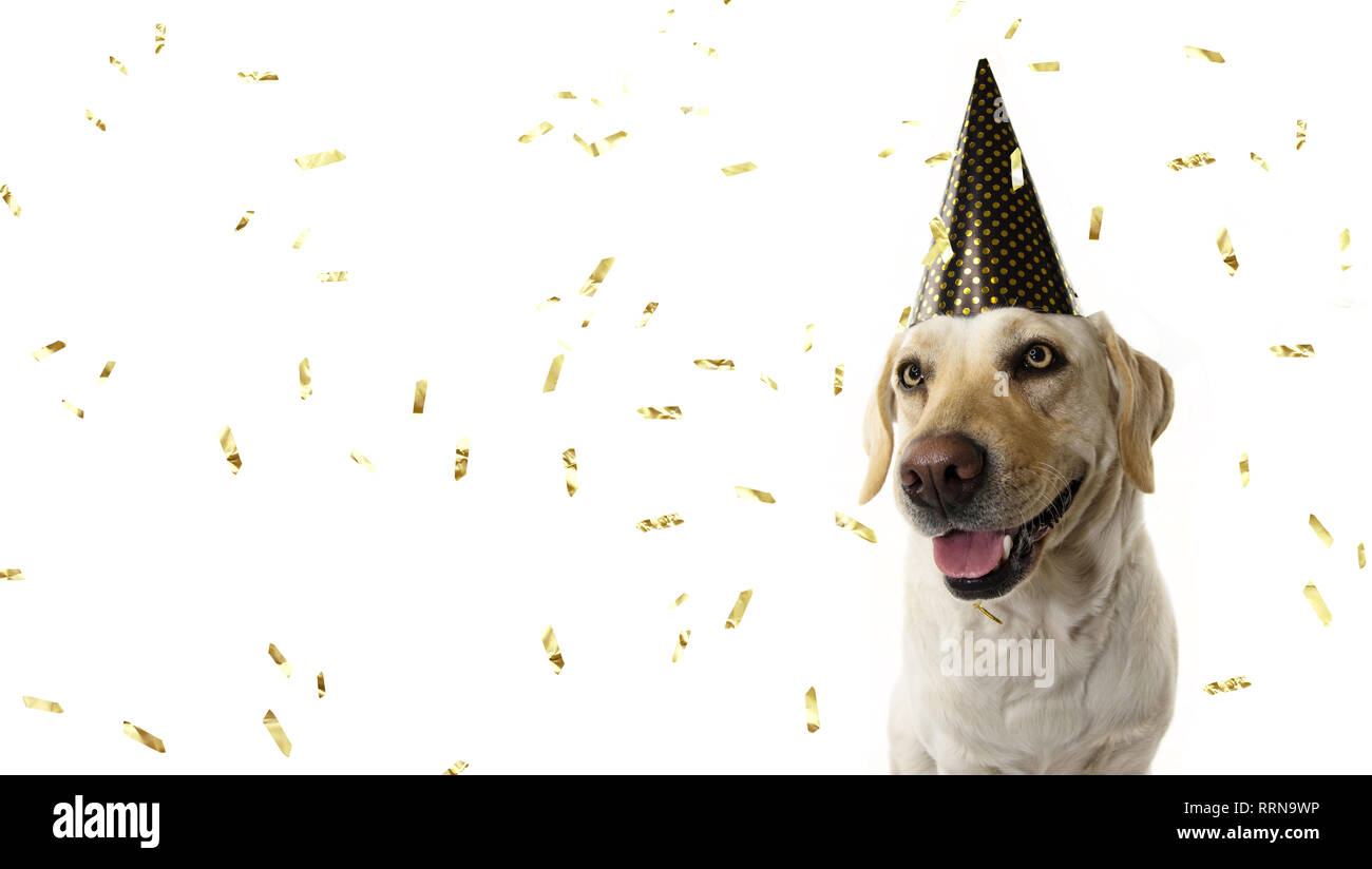 DOG NEW YEAR OR BIRTHDAY PARTY HAT. FUNNY LABRADOR SITTING WEARING A ...