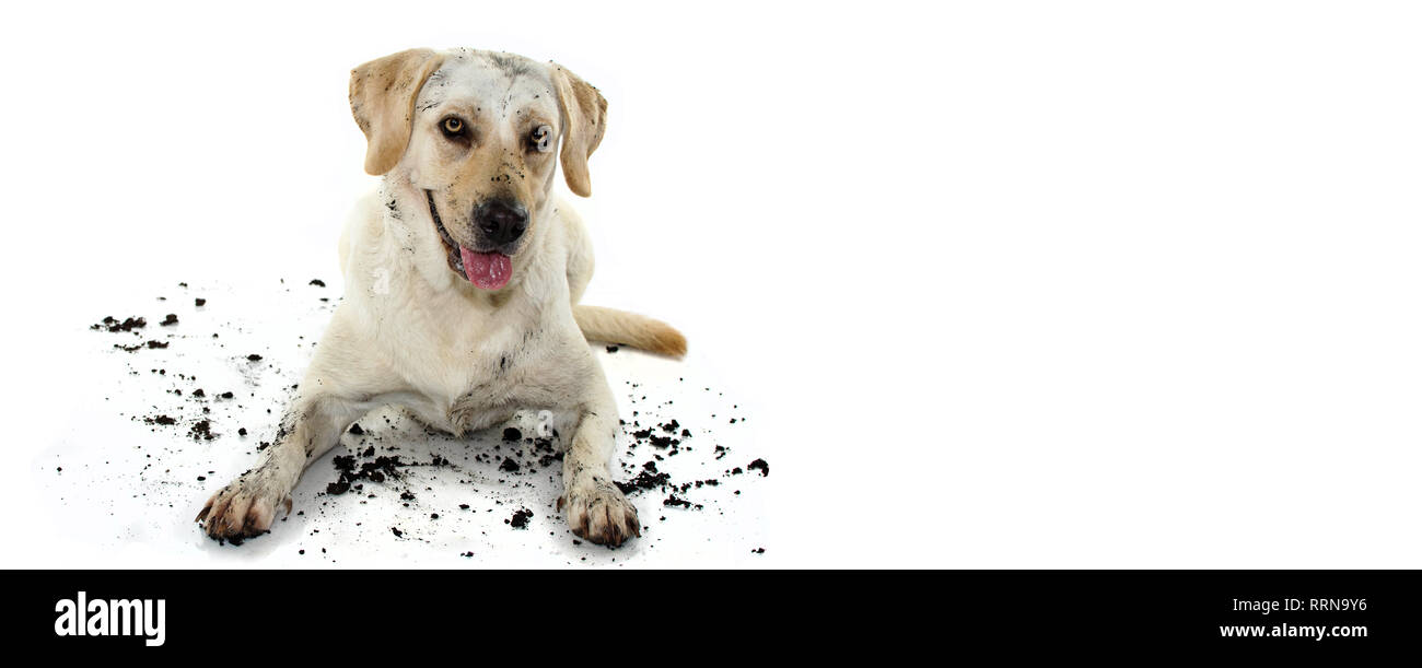 FUNNY DIRTY MIXEDBRED GOLDEN OR LABRADOR RETRIEVER AND MASTIFF DOG ...