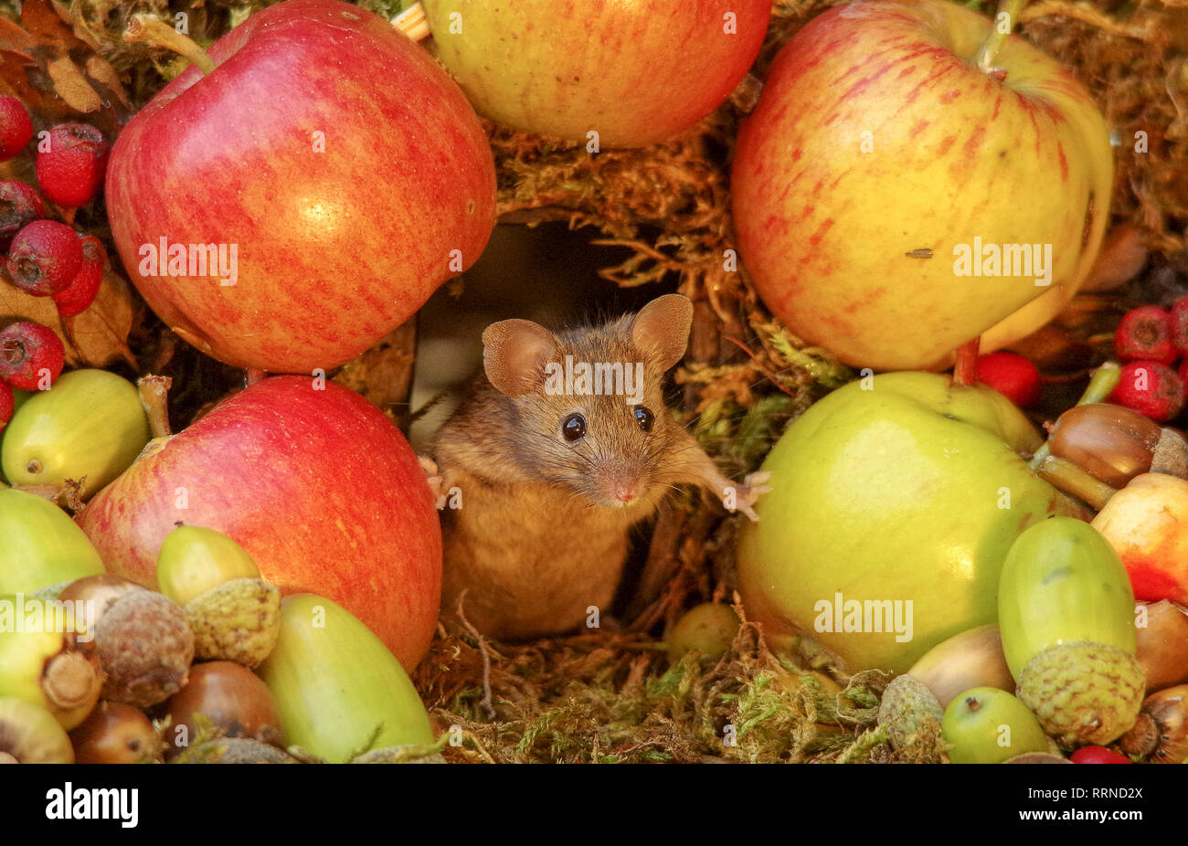 George the mouse Stock Photo - Alamy