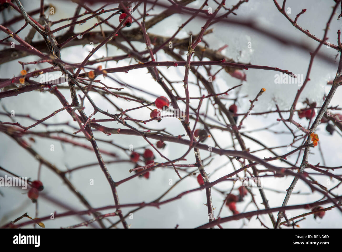 Snowy nature bushes red berries hi-res stock photography and images - Alamy