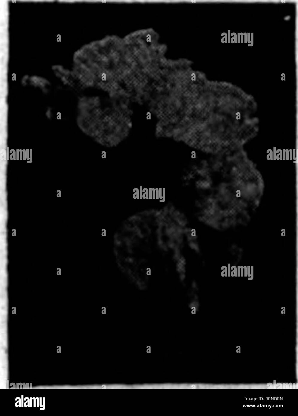 Hearty harry hi-res stock photography and images - Alamy