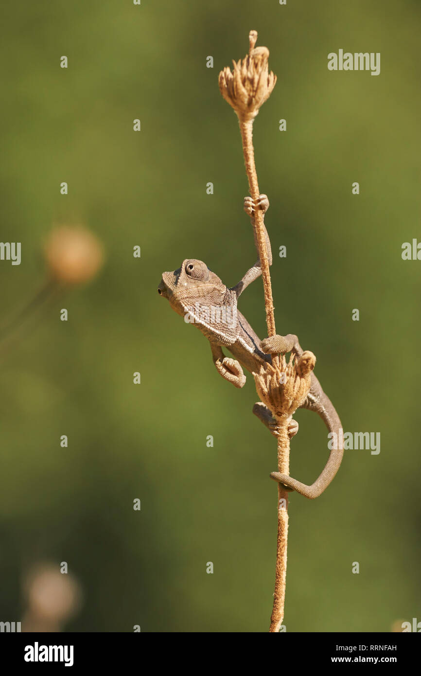 Common chameleon (Chamaeleo chamaeleon). Marbella, Andalusia Spain ...