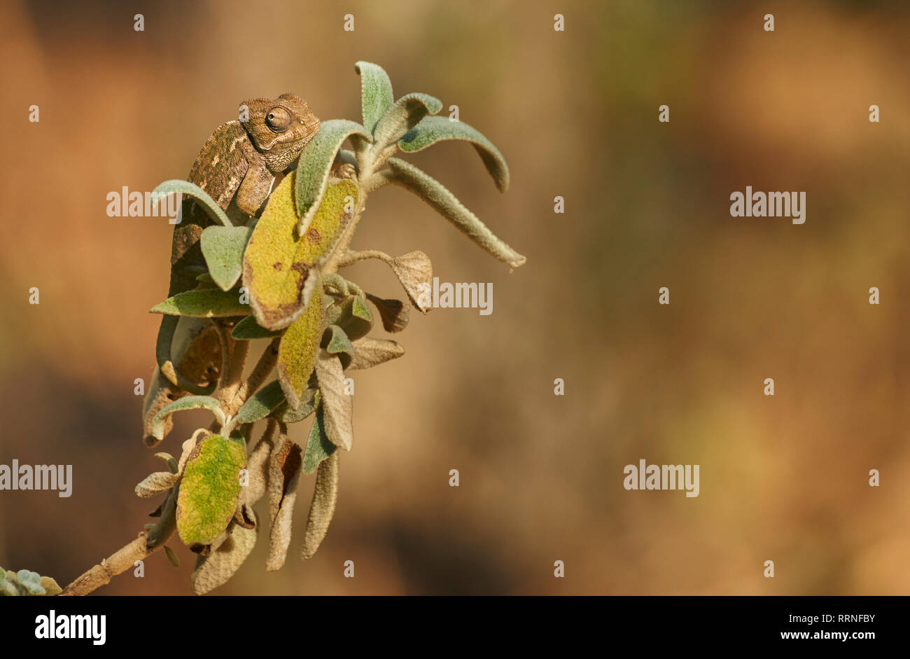 Common chameleon (Chamaeleo chamaeleon). Marbella, Andalusia Spain ...