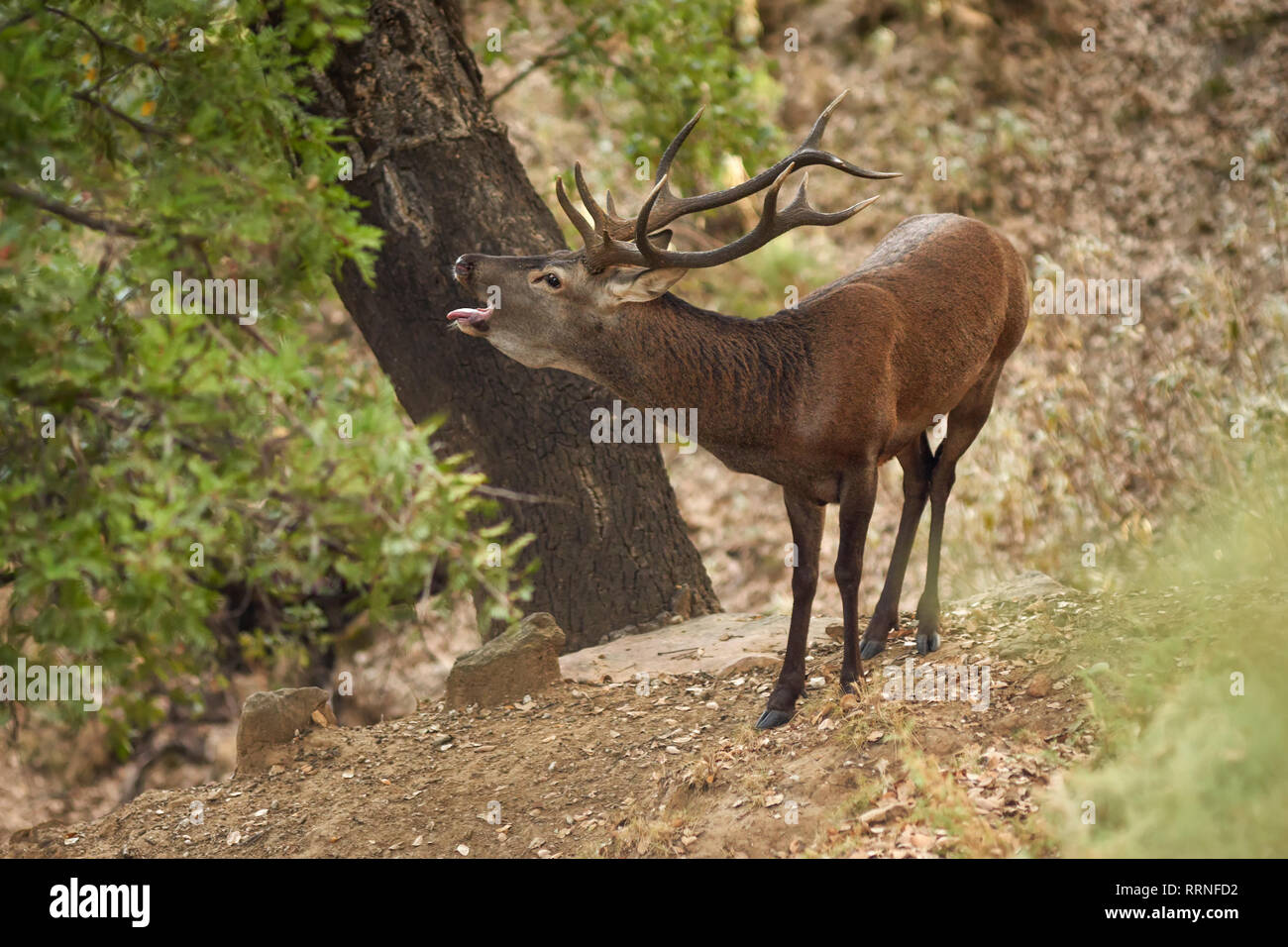 Cervid common deer hi-res stock photography and images - Alamy