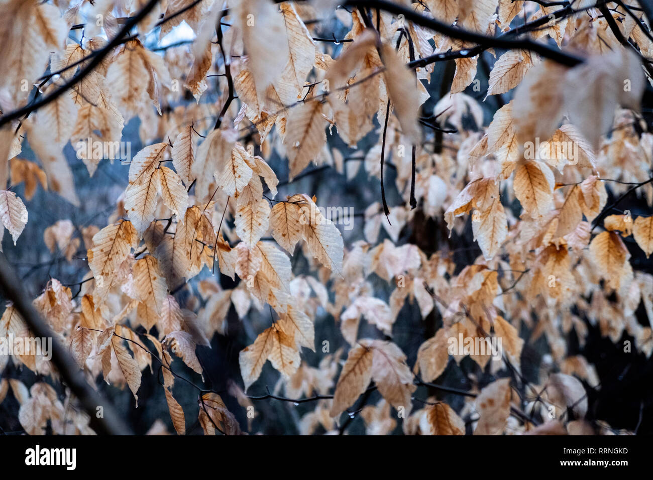 Winter foliage of an American beech tree. Yates Mill County Park ...
