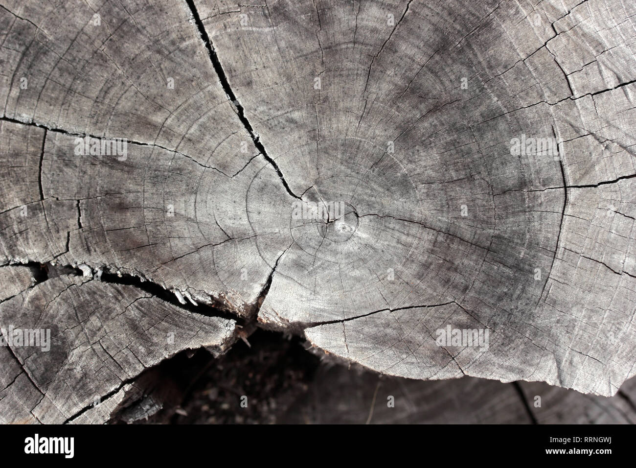 log cut off texture close-up Stock Photo - Alamy