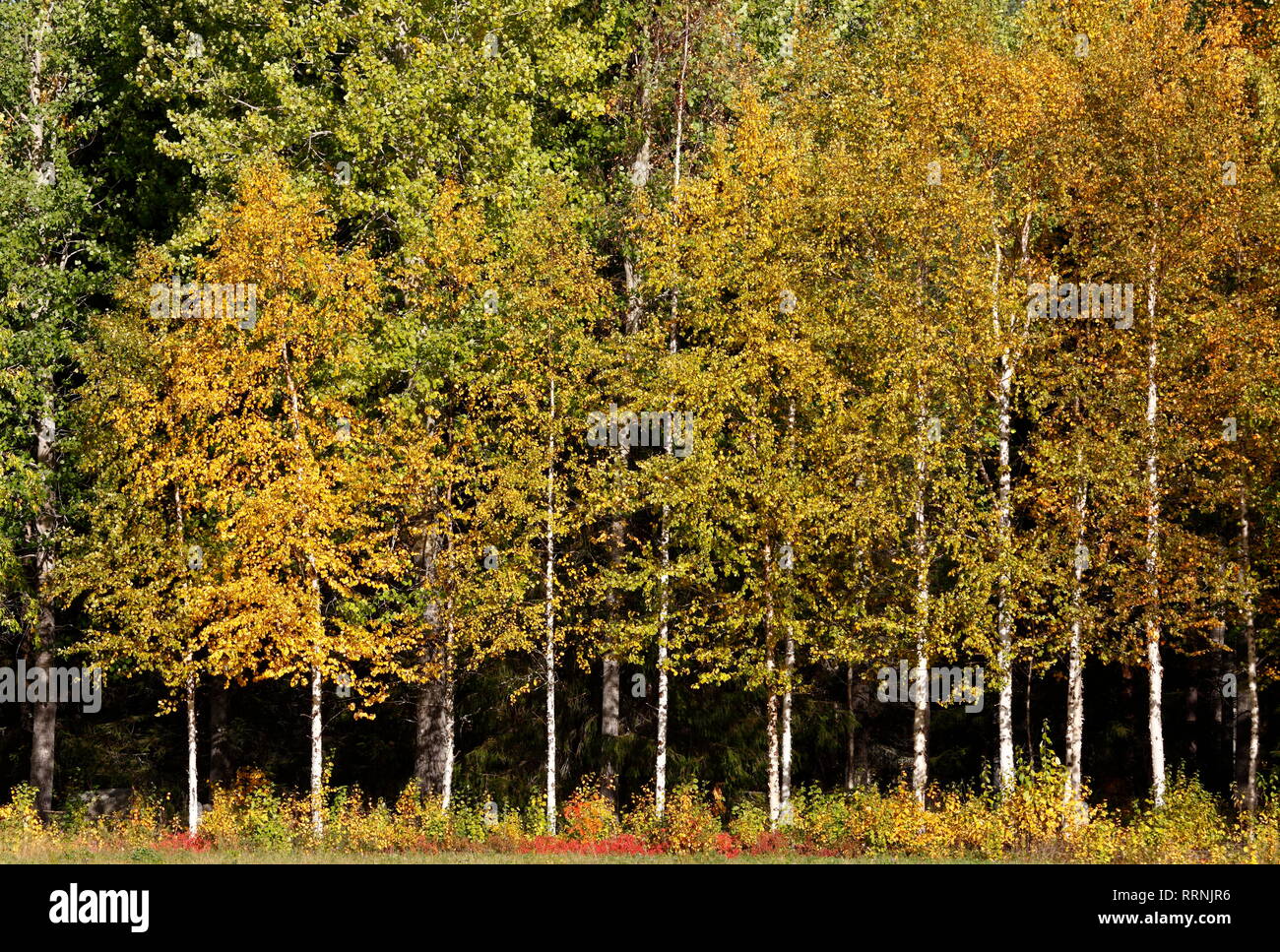 Autumn colours in Scandinavia Stock Photo - Alamy