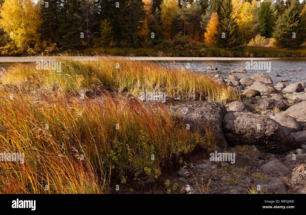 Autumn colours in Scandinavia Stock Photo - Alamy