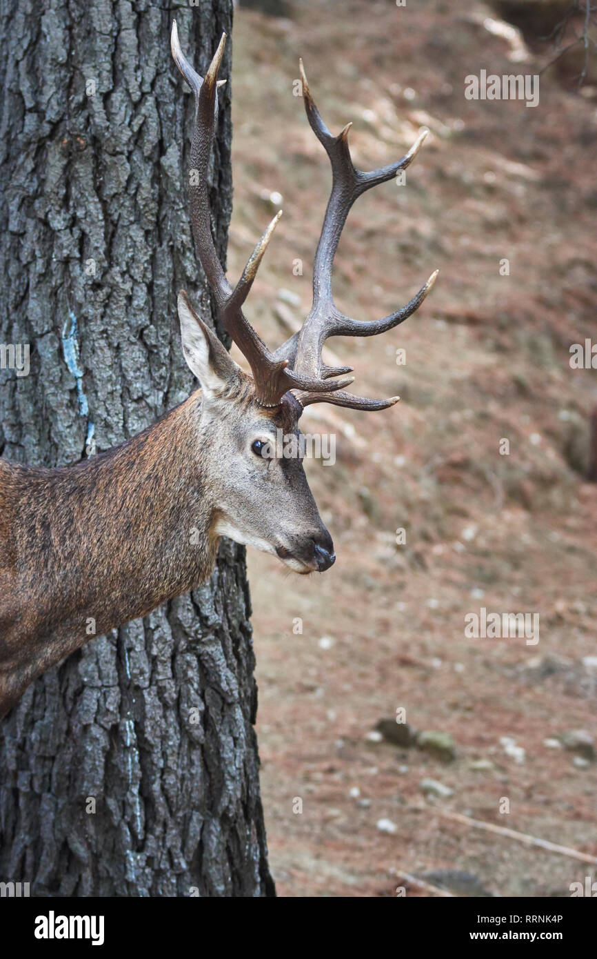 Deer in Sierra Blanca, Marbella, Malaga. Spain Stock Photo - Alamy