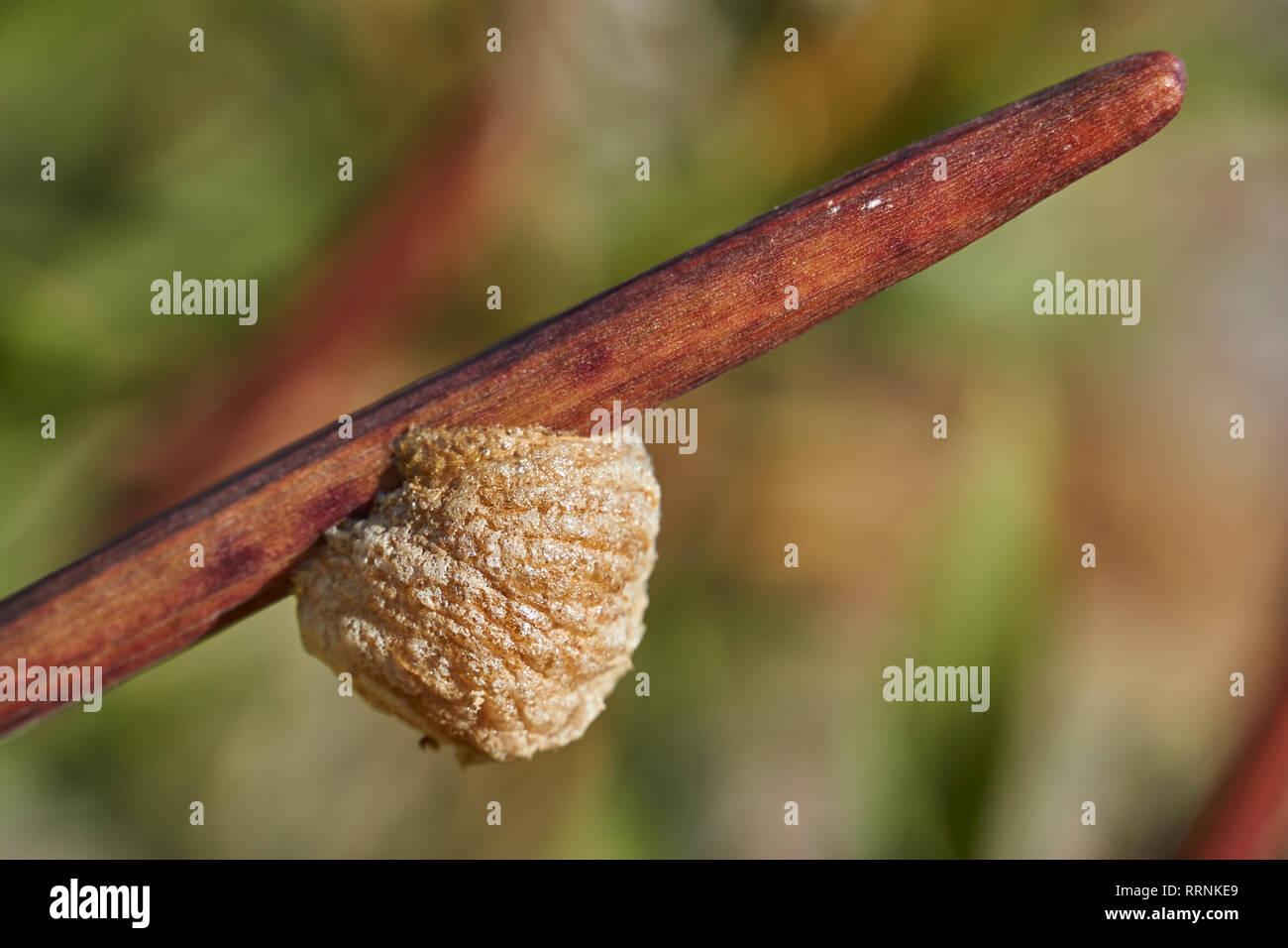 Praying mantis eggs Stock Photo - Alamy