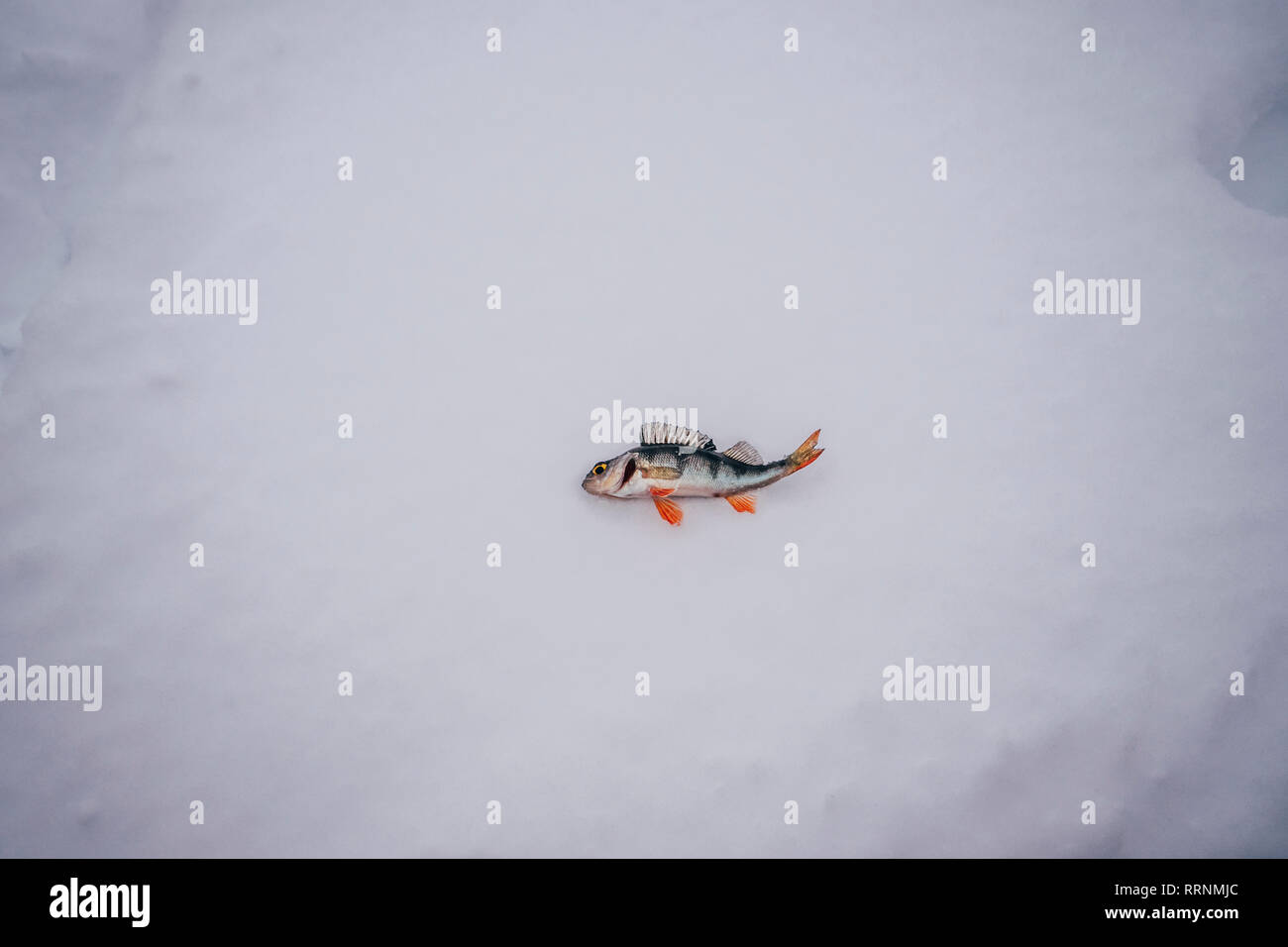 Dead fish laying on snow Stock Photo - Alamy