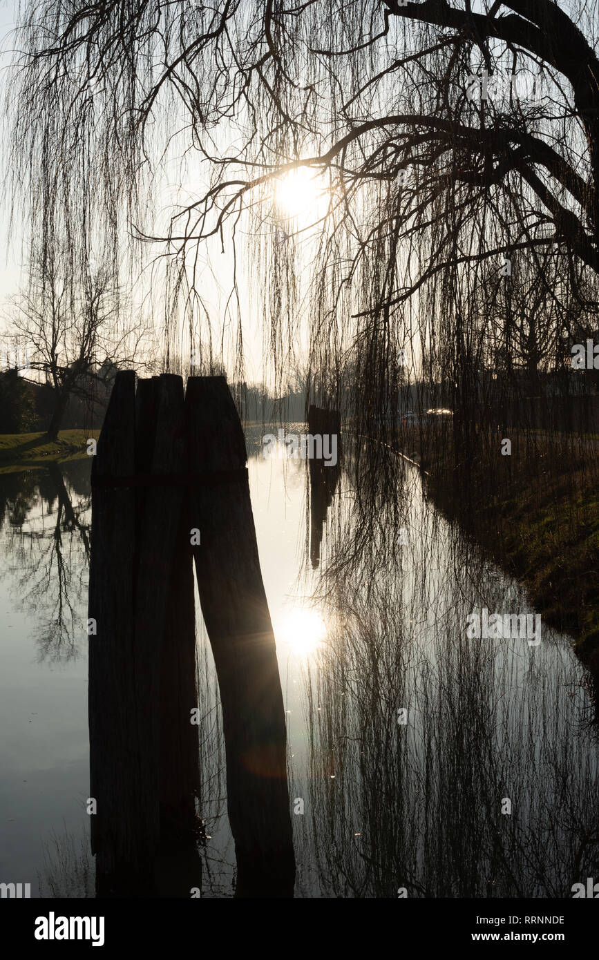 Weeping willows on the river at sunset Stock Photo - Alamy