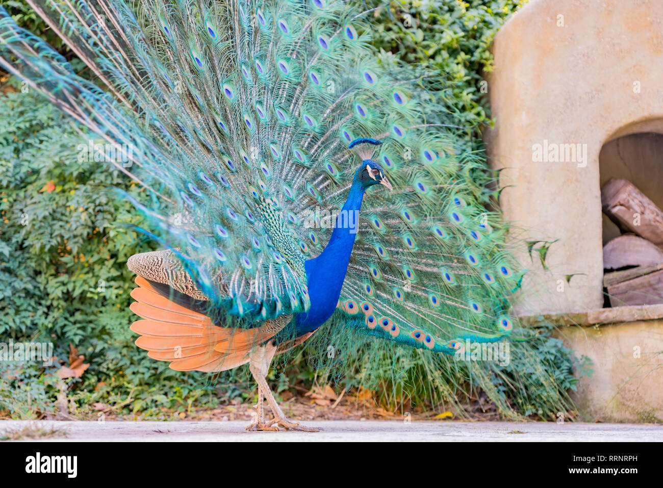 Male peacock showing it's color fan at Los Angeles, California Stock ...