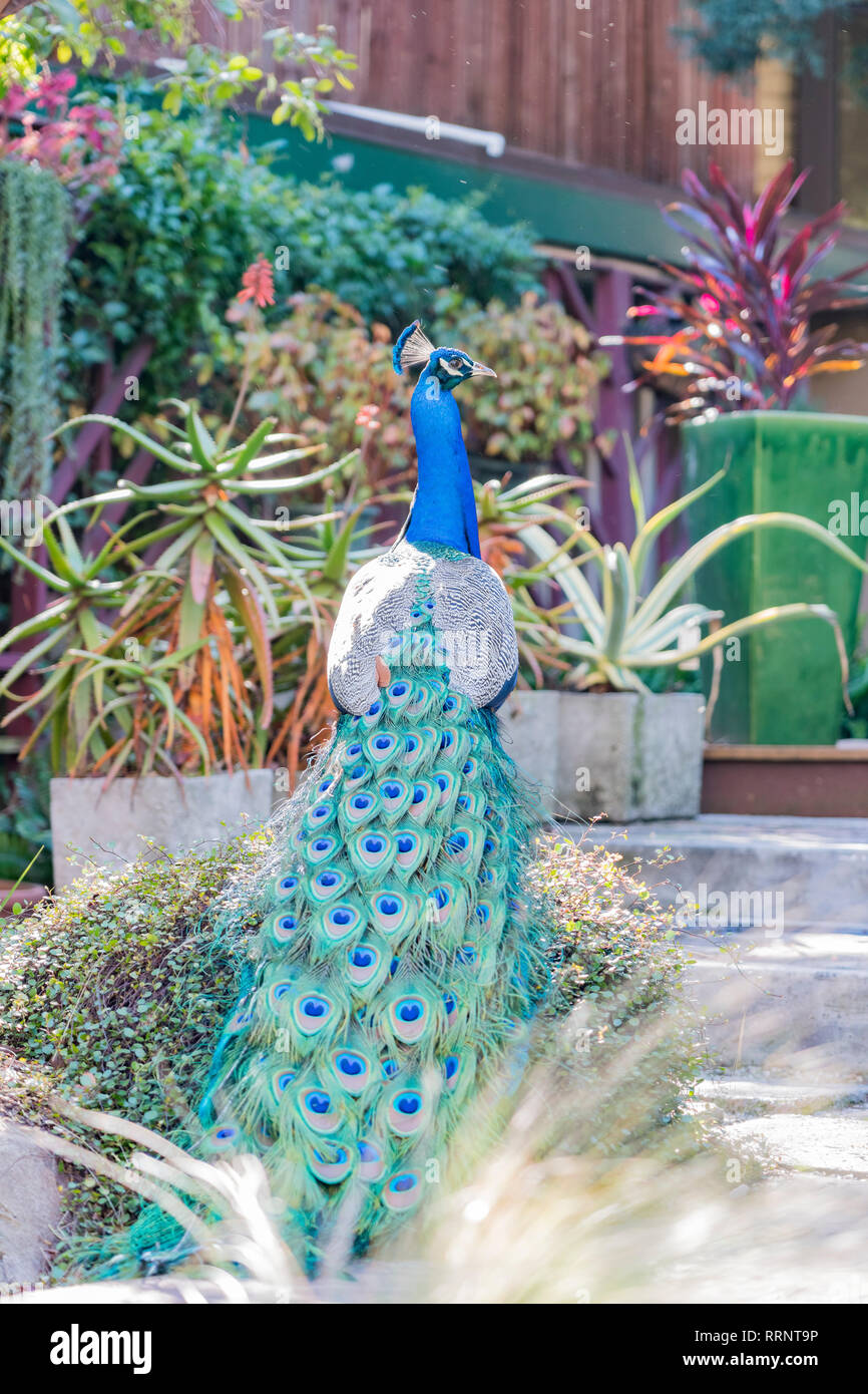 Peacock sitting in the forest at Los Angeles, California Stock Photo ...
