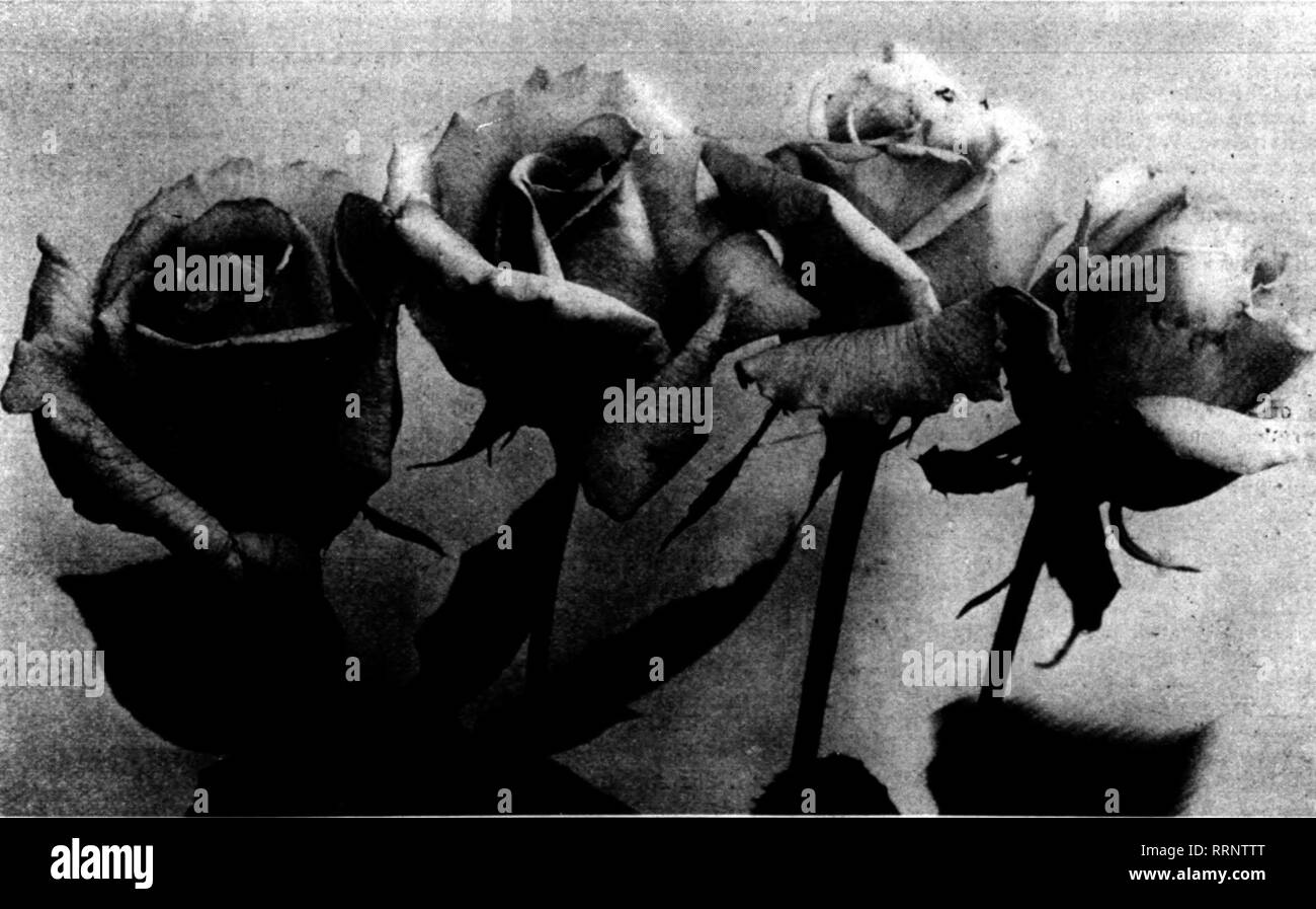 Light pink rose buds Black and White Stock Photos & Images - Alamy